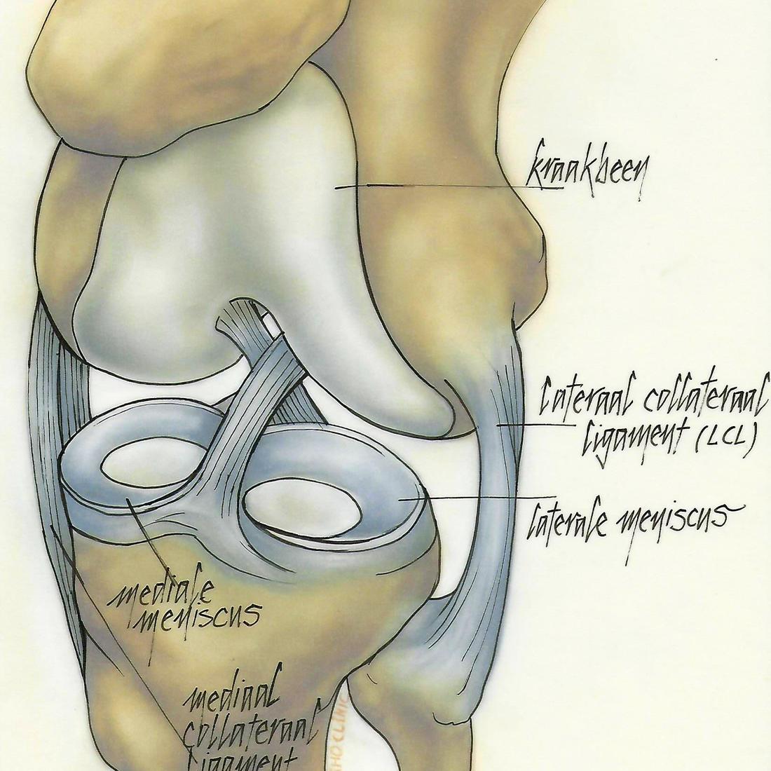 Knie | Orthoclinic - Orthopedie Brugge