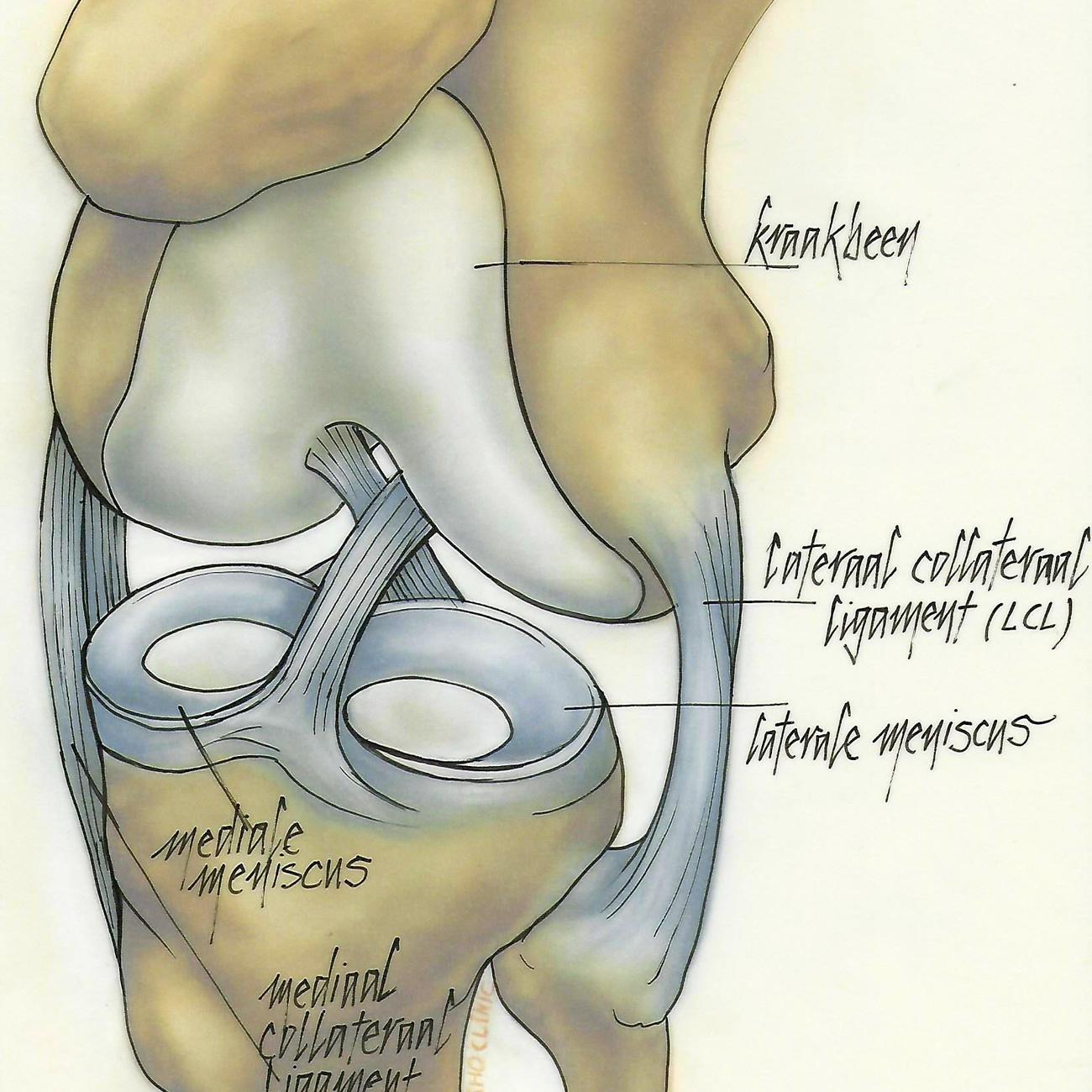 Knie | Orthoclinic - Orthopedie Brugge