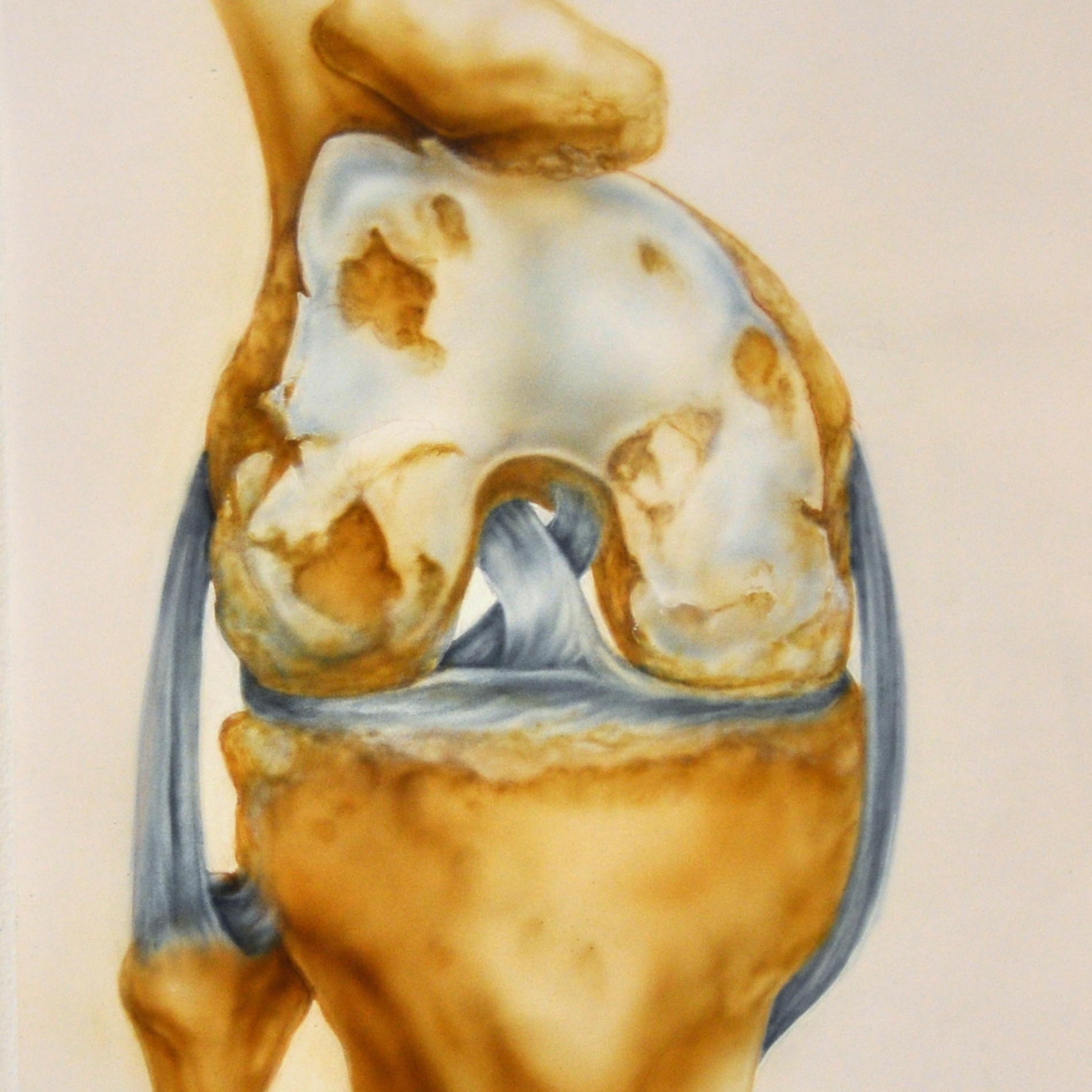 Knie | Orthoclinic - Orthopedie Brugge