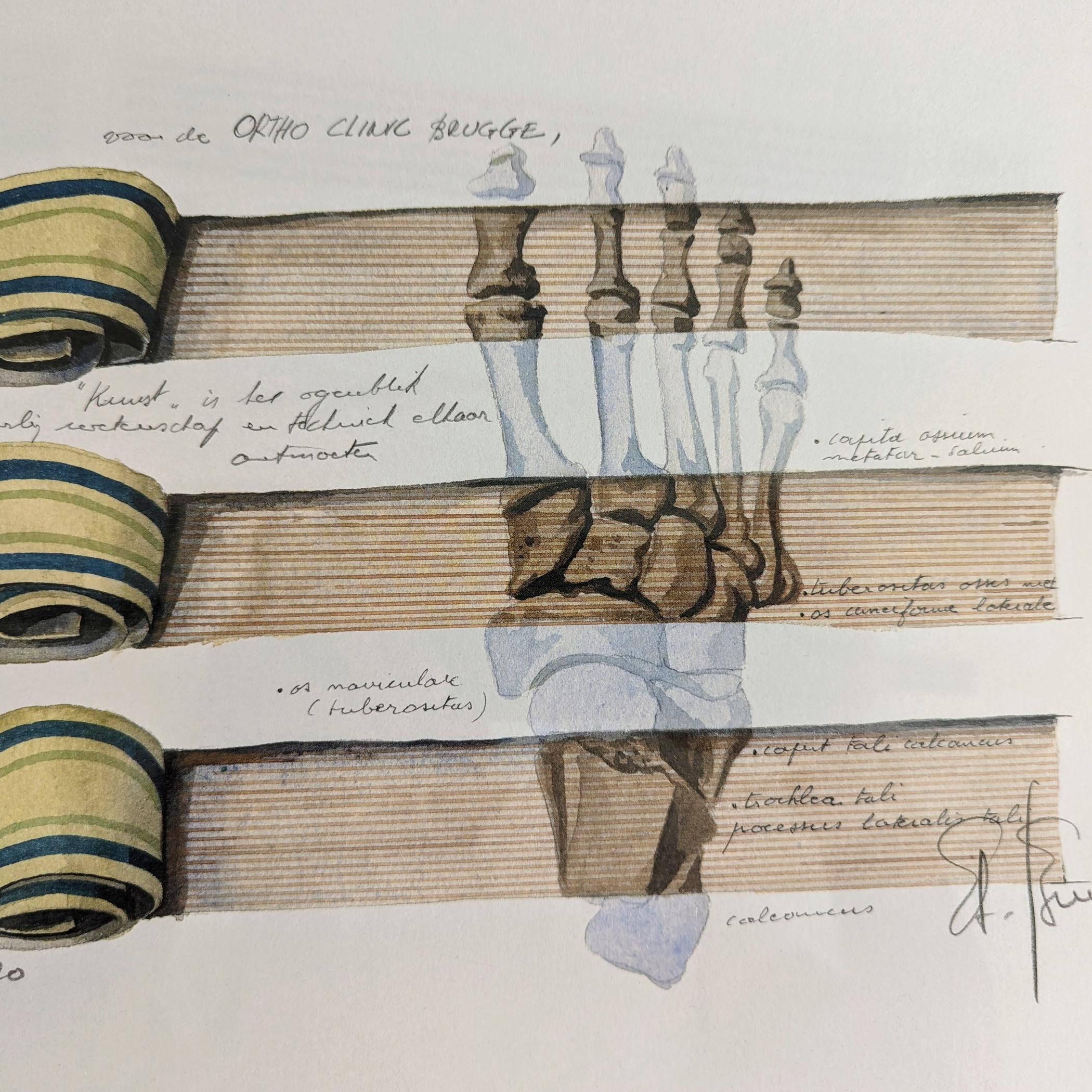 Voet & enkel | Orthoclinic - Orthopedie Brugge