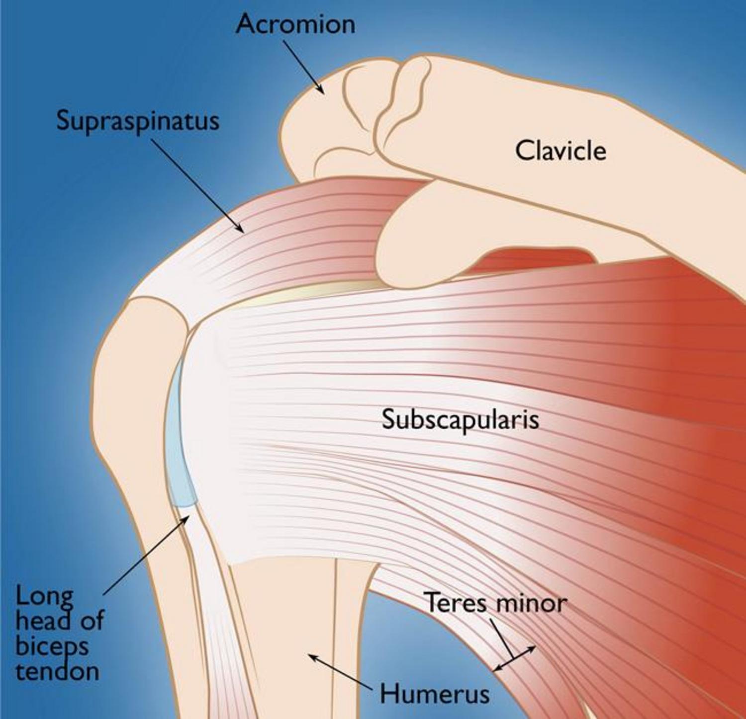 Rotator cuff scheur | Orthoclinic Brugge