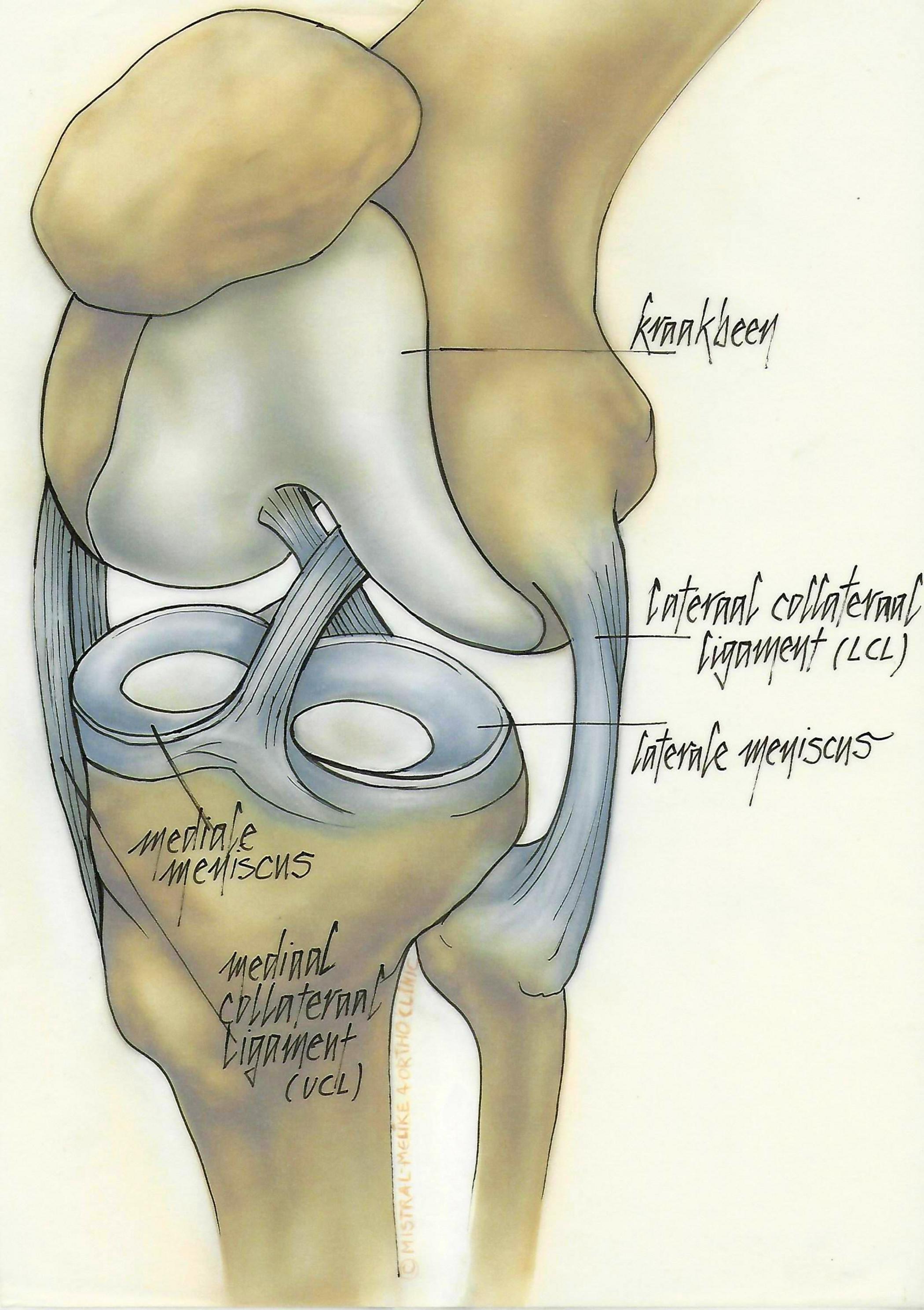 Meniscusscheur | Orthoclinic Brugge