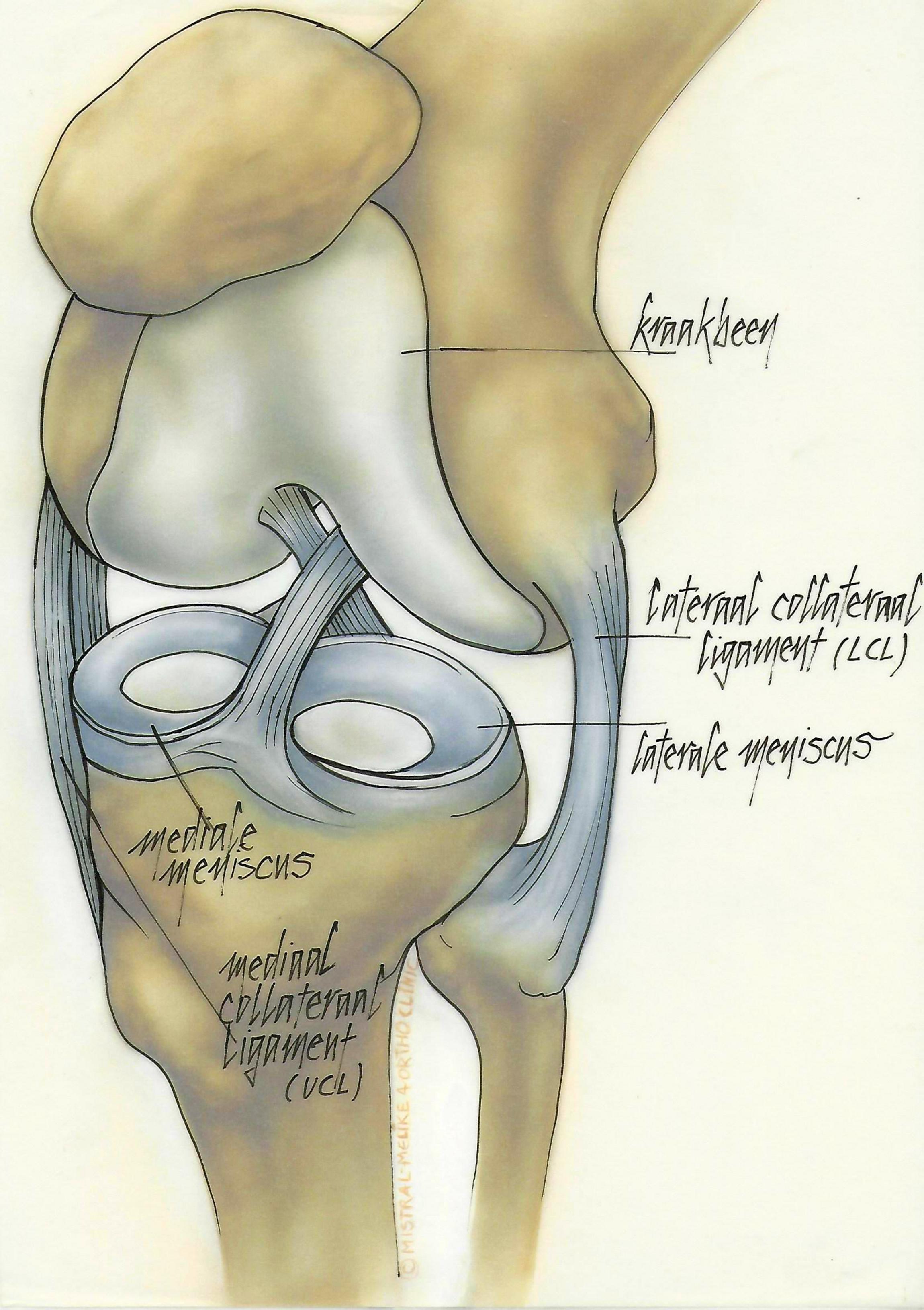 Mediale band letsels | Orthoclinic Brugge