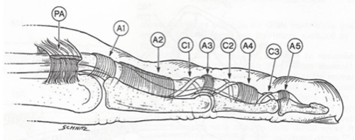 Springvinger | Orthoclinic Brugge